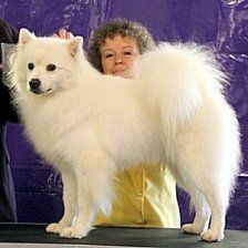 American Eskimo - Banaer American Eskimos - Houston, Texas - Charm x ...